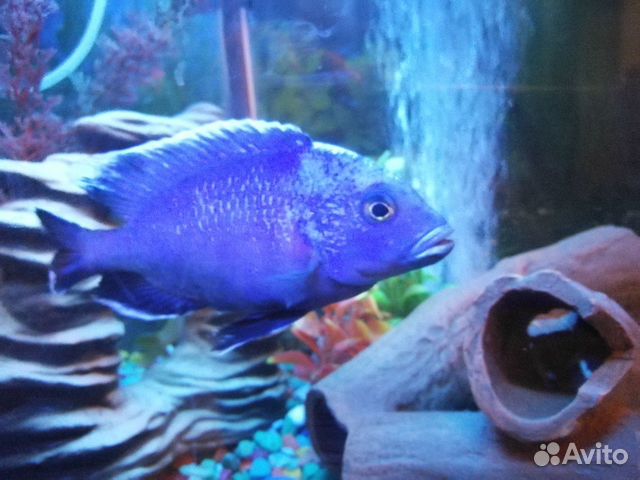 Рыбка цихлида