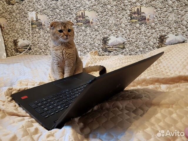 Шотландский кот ищет даму