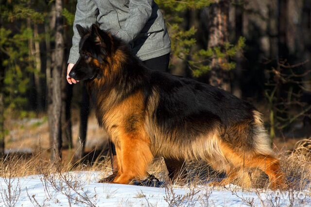 Щенки пушистики от шикарного папы