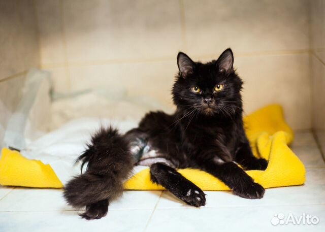 Особенный котик Ноэль ищет дом