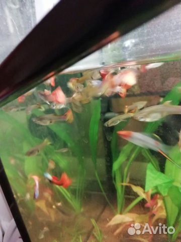 Рыба. рыбки гуппи. гупешки