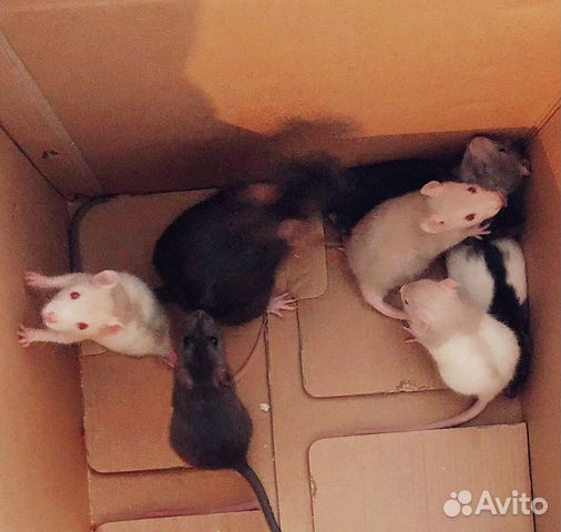 Декоративные крысята