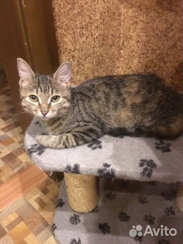 Отдам кошечку