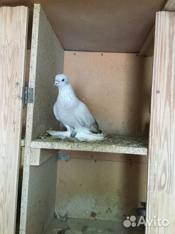 Узбекские голуби-касаны и сизые