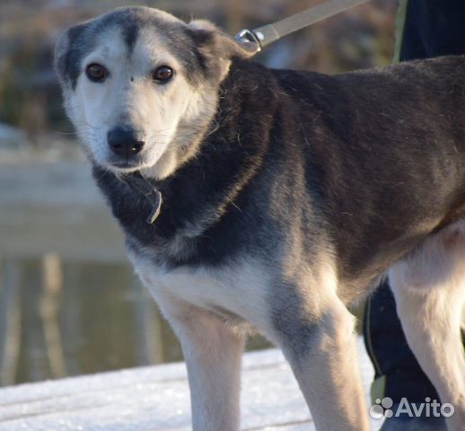 Небольшой песик Бим тоскует в приюте.Очень добрый