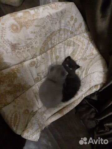 Отдам в хорошие руки котёнка