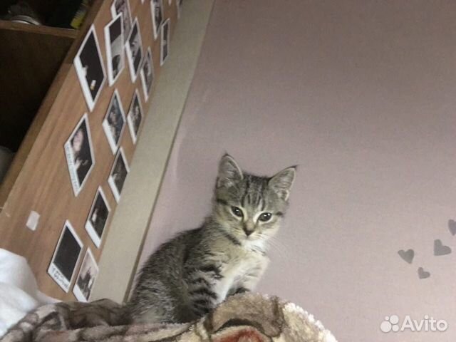 Котик тигр