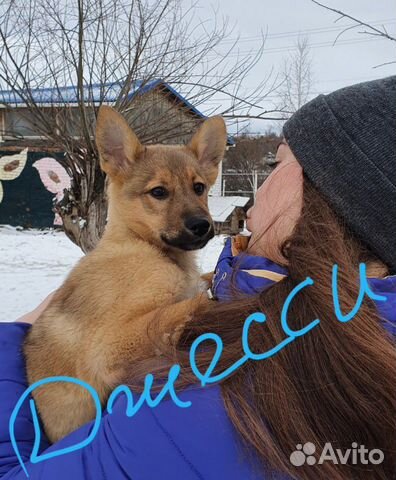 Щенок Джесси