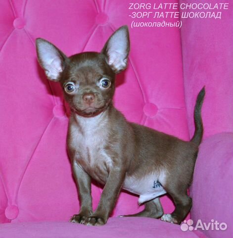 Чихуахуа шоко, перспективные щенки РКФ+подарки