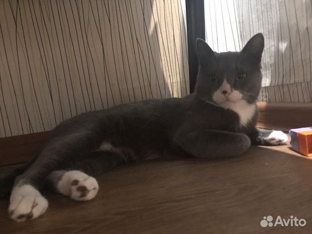 Кот ищет добрые руки