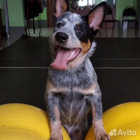 Продается щенок Австралийского Хилера, мальчик