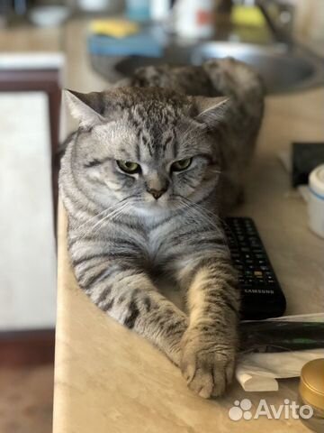 Кот на вязку. Британец