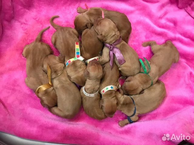 Венгерская выжла