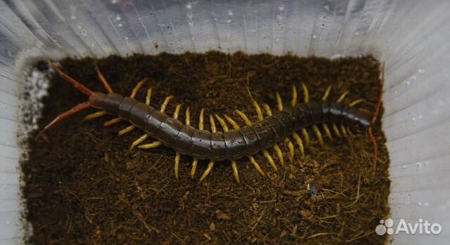 Вьетнамская сколопендра