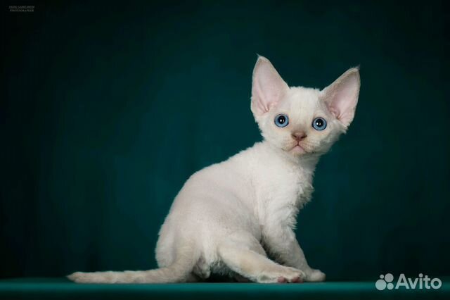 Девон-рекс котик синеглазый