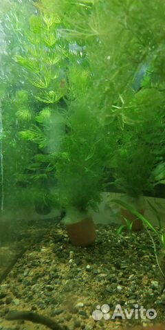 Растения аквариумные