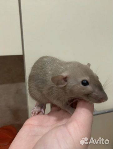 Крыса дамбо