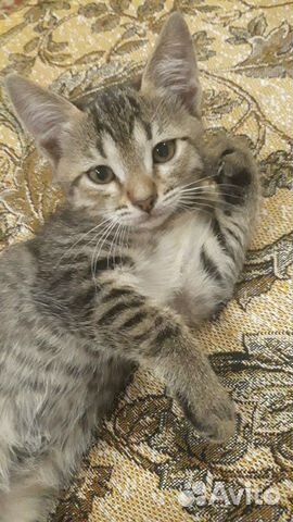 Котята, котёнок