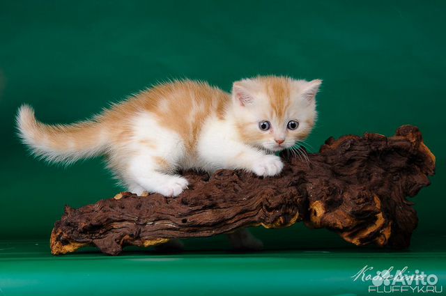 Шотландские антикризисные котята