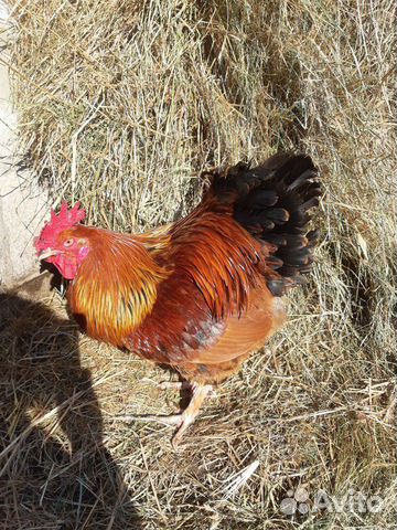 Петух Венгерский великан