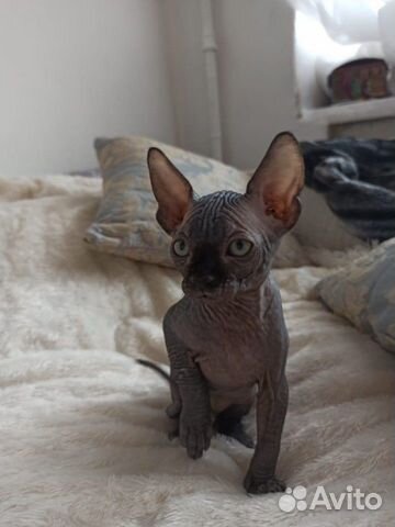 Канадский сфинкс