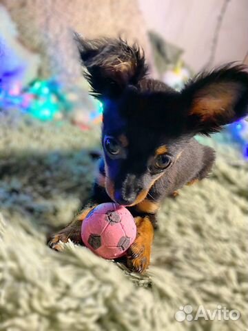 Щенок тойтерьера. Мальчик