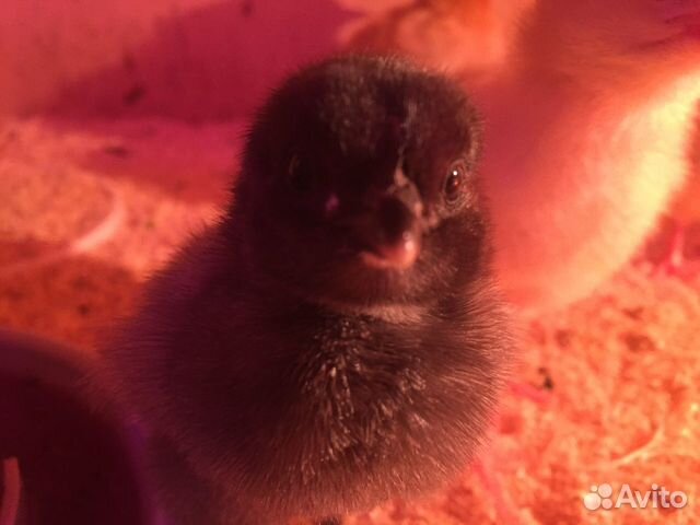 Куры несушки