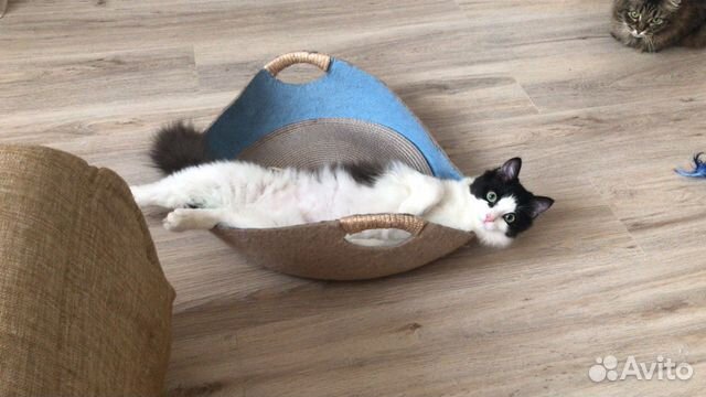 Самый лучший в мире котенок по имени Клоп (6 мес)