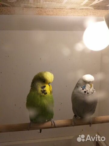 Ввп чехи