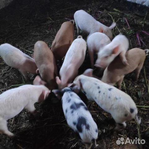 Поросенок Домашний на своих домашних Кормах