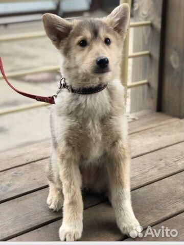Щенок метиска лайки-хаски в добрые руки