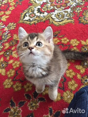 Котенок шотландский золотой тикированный ny25