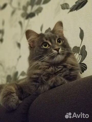 Кошечка Марта