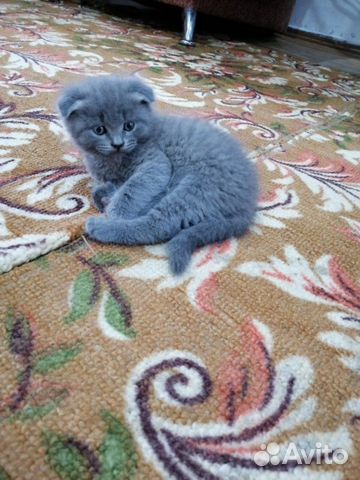 Шотландская