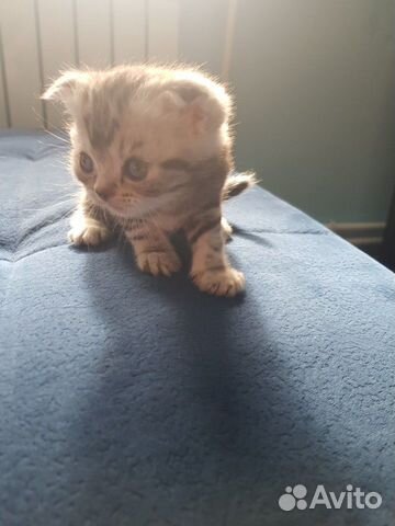 Шотландская