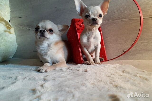 Мальчишки чихуахуа.Микро и мини