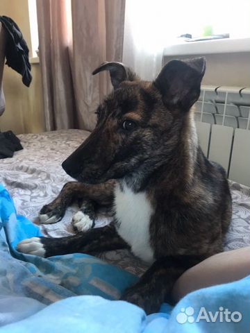 Тигровая коротколапка