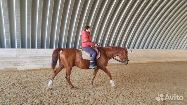 Мерин 11 лет