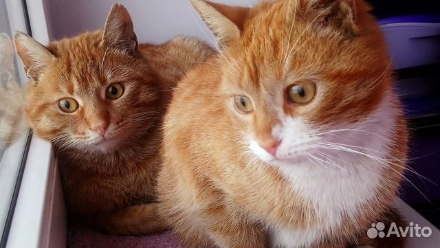 Классные рыжики Бонус и Люся 1-1,5 года ищут дом