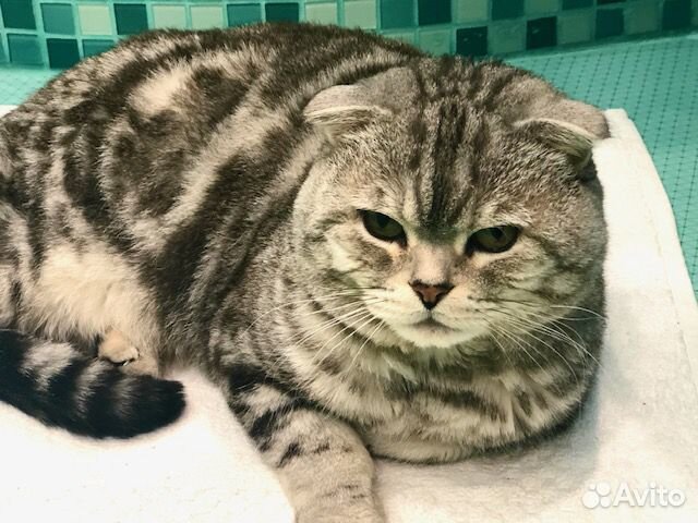 Скоттиш фолд приглашает кошечку для вязки