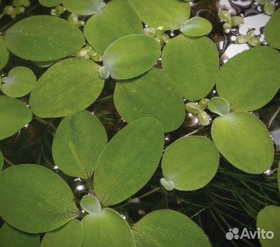 Растения для аквариума Пистия, ряска