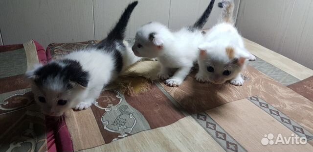 Катята шотландскии веслоухии