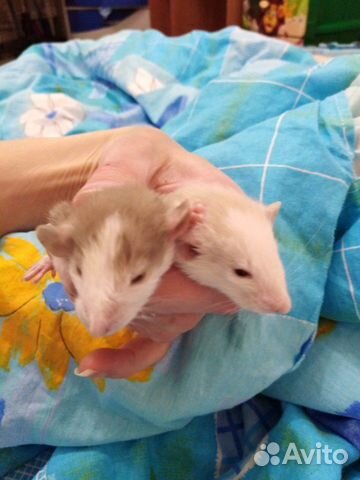 Крыса дамбо