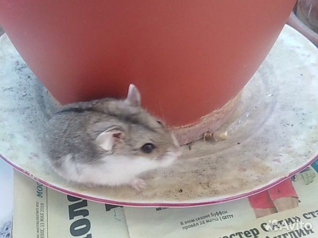 Джунгарские хомячки