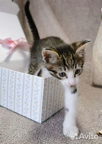 Котёнок Тимоша 2,5 месяца в добрые руки