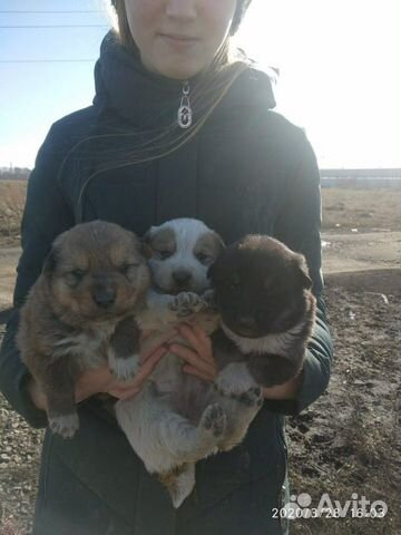 Щенки,возраст около 1 месяца