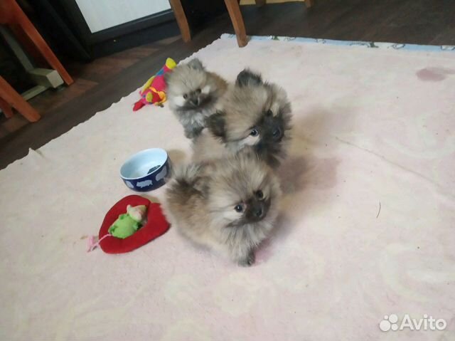 Щенки шпища