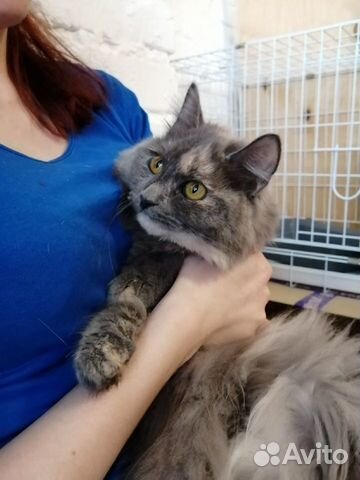 Кошечка Сибилла, 1 год (из приюта)
