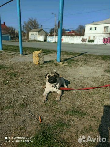 Продаются мопсы