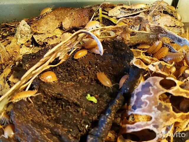 Мокрица оранжевая - Porcellio laevis “Orange”